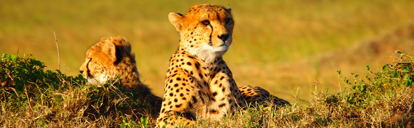 Signature Safari | Private Safaris East Africa