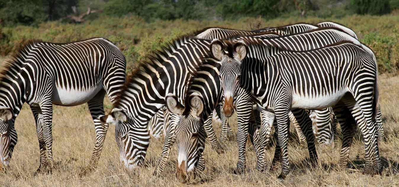 Book Tailor-Made African Safaris & Tours | Private Safaris East Africa